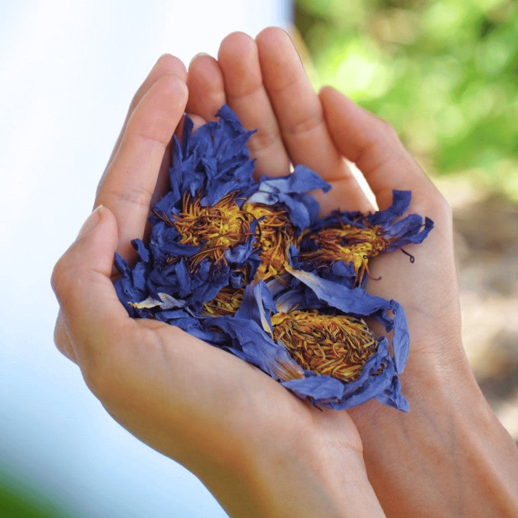 3 Packs of Blue Lotus Flowers - Save 11% – Ritual Oils